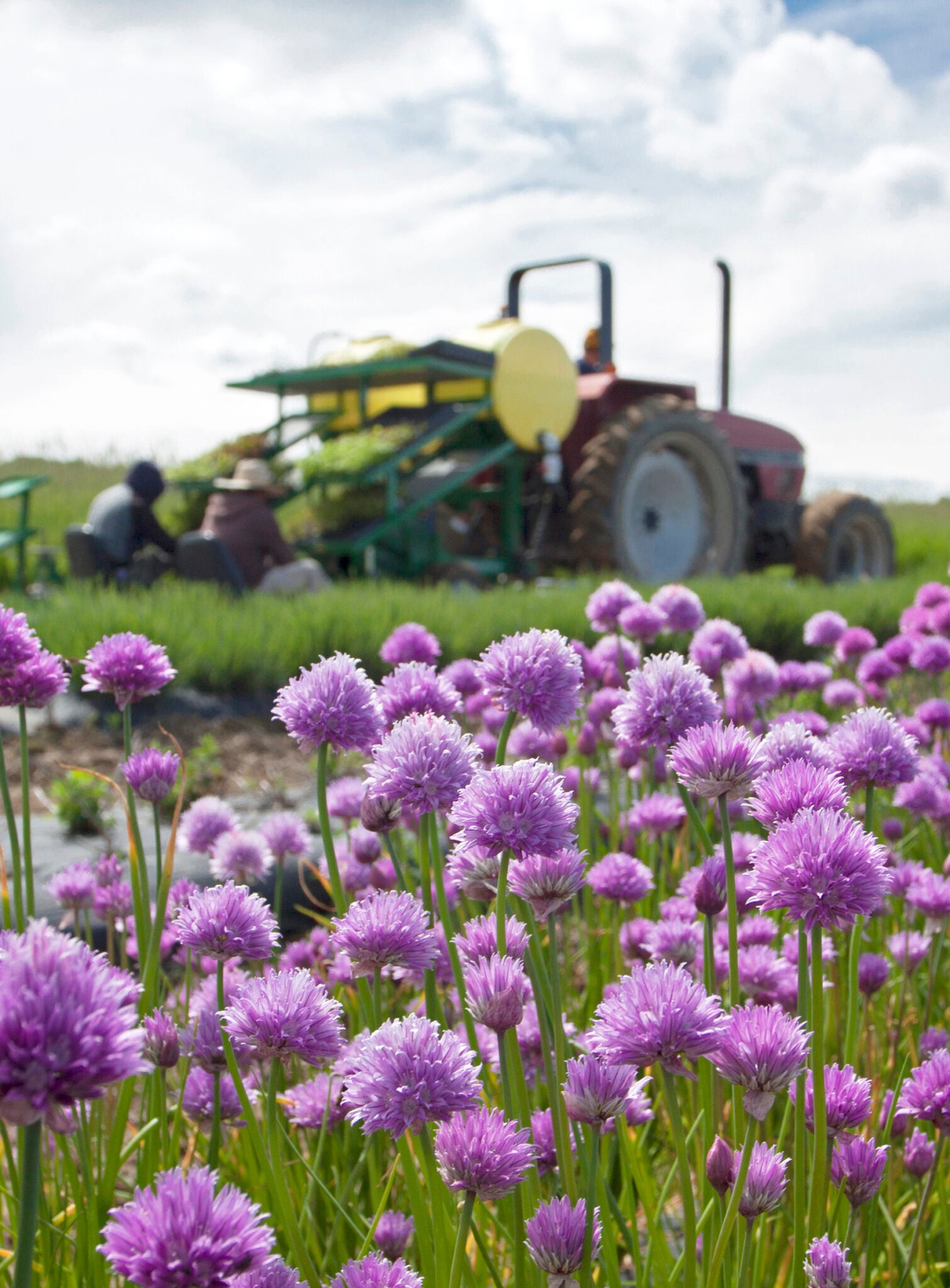 About us - Balsam Farms
