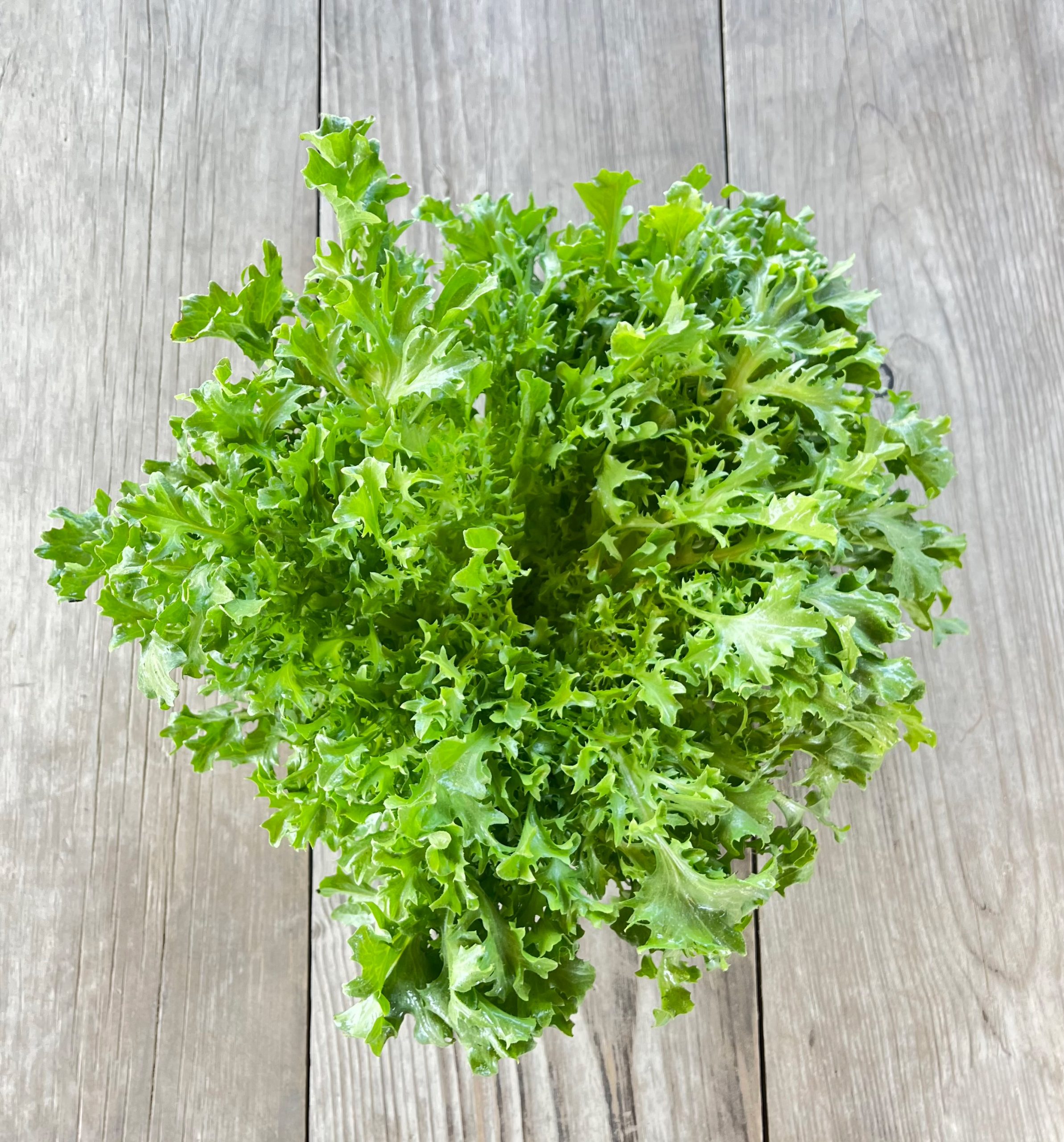 Frisee - Wholesale – Balsam Farms